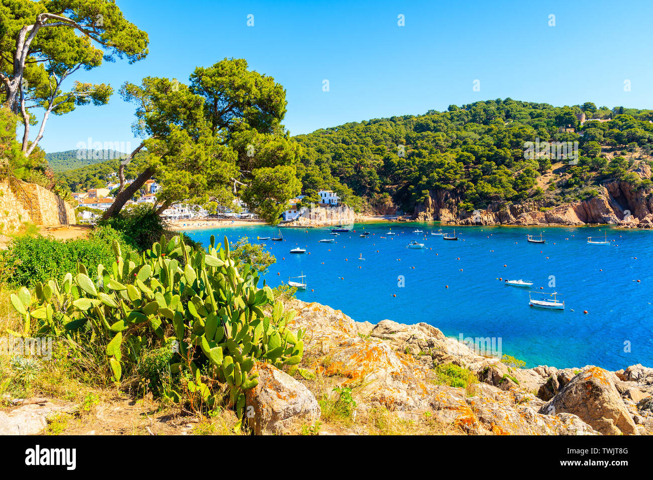 Green cacti plants and view of stunning sea bay of Tamariu town, Costa ...