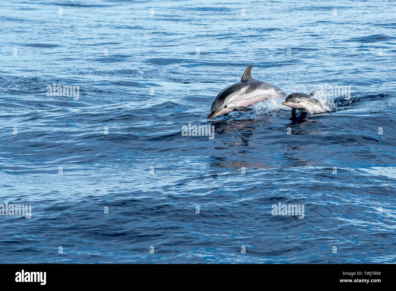 Baby dolphin swimming with mother hi-res stock photography and images ...