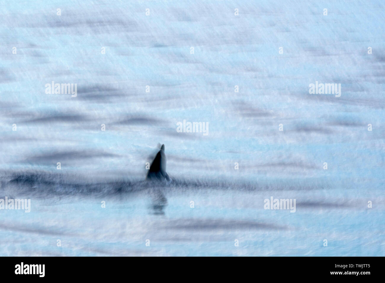 happy striped dolphin jumpin at sunset move ghost effect Stock Photo ...