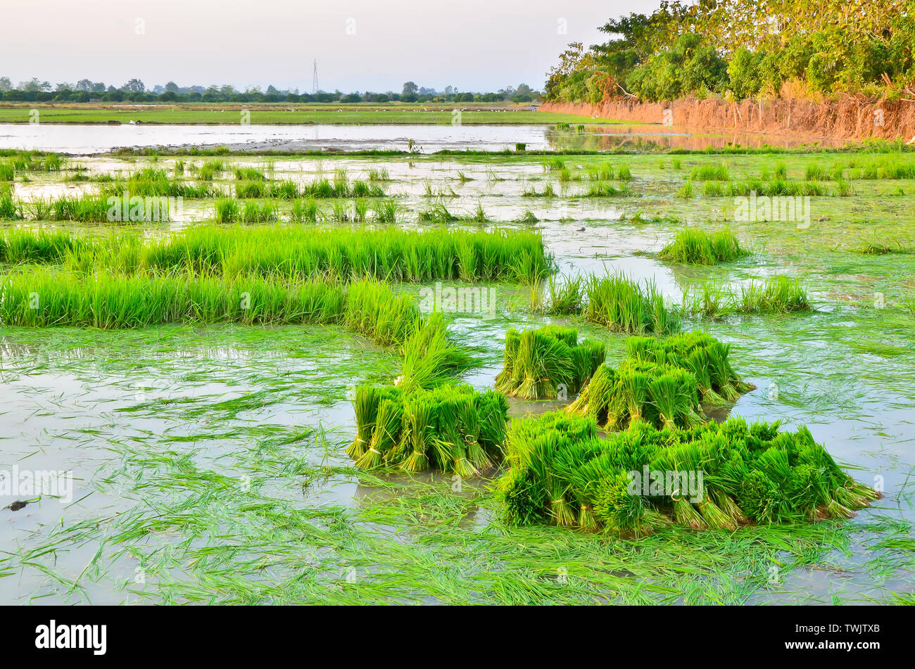 Rice seedlings for planting Stock Photo - Alamy
