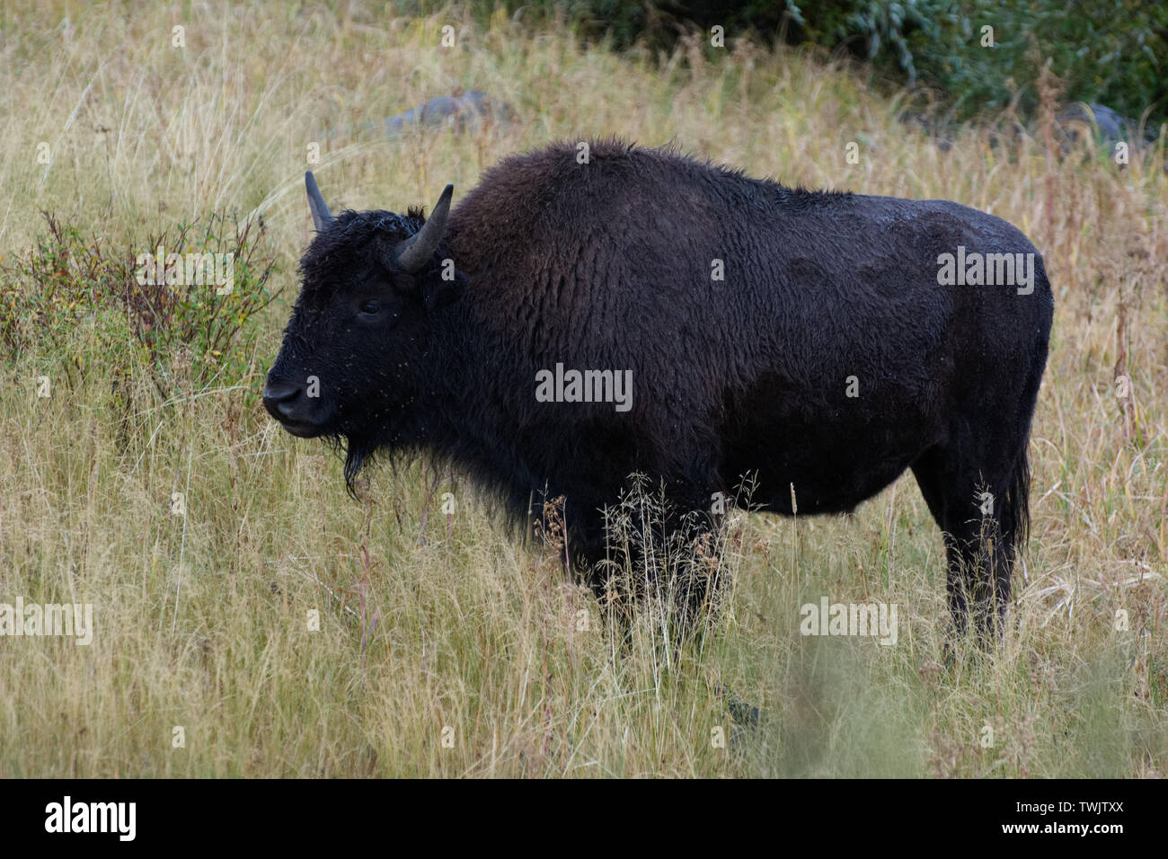 Bison yellow grass hi-res stock photography and images - Alamy