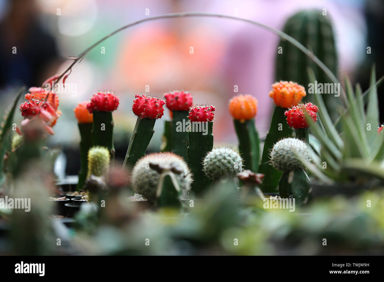 Pasay, Philippines. 21st June, 2019. Various cacti are seen during the ...