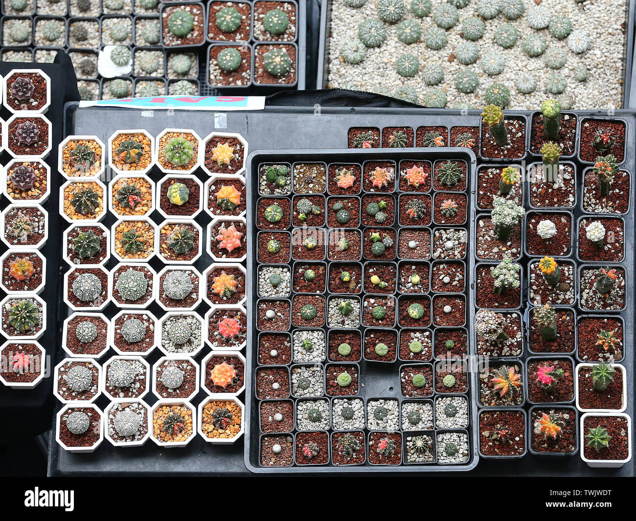 Pasay, Philippines. 21st June, 2019. Various cacti are seen during the ...