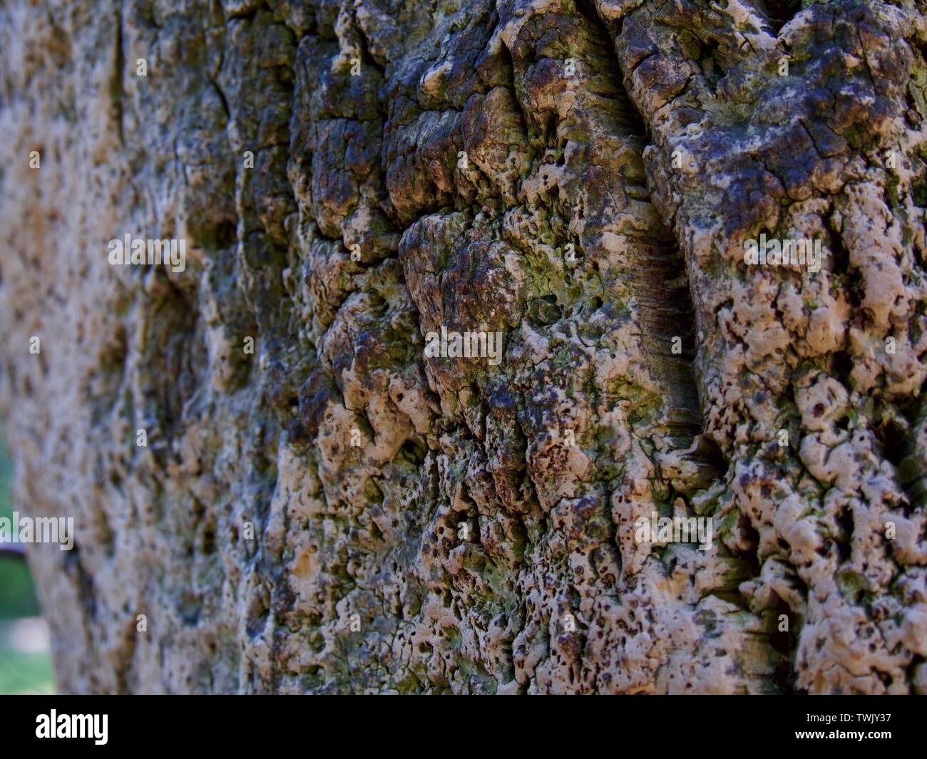 Circle cork texture hi-res stock photography and images - Alamy