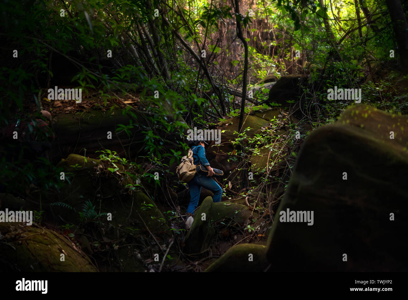 back view photo of girl backpacker travel in rainforest Stock Photo - Alamy