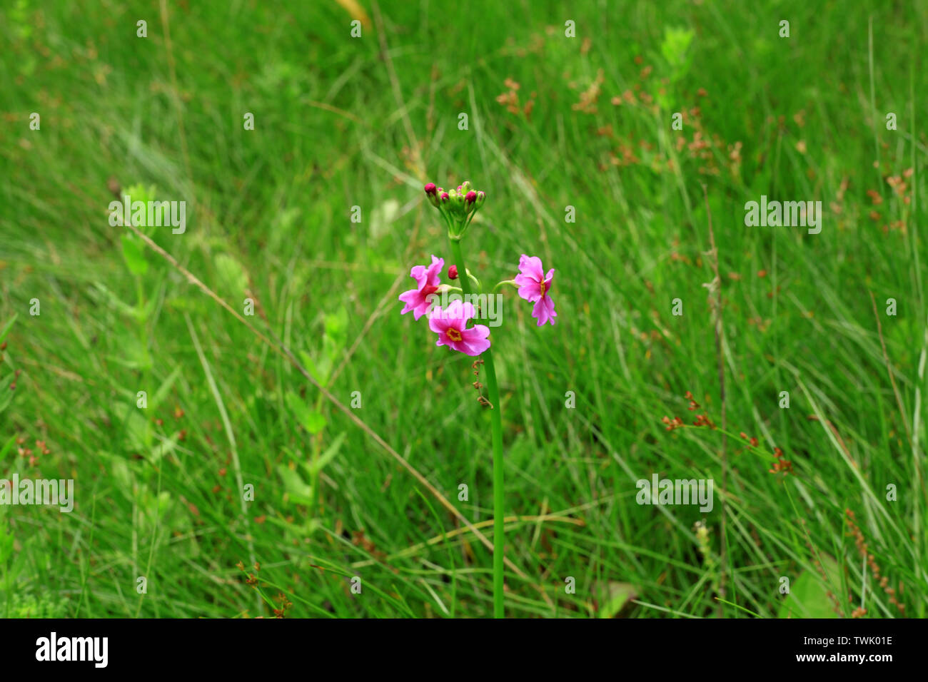 Shangri-La white land, wild flowers, Yunnan Stock Photo - Alamy