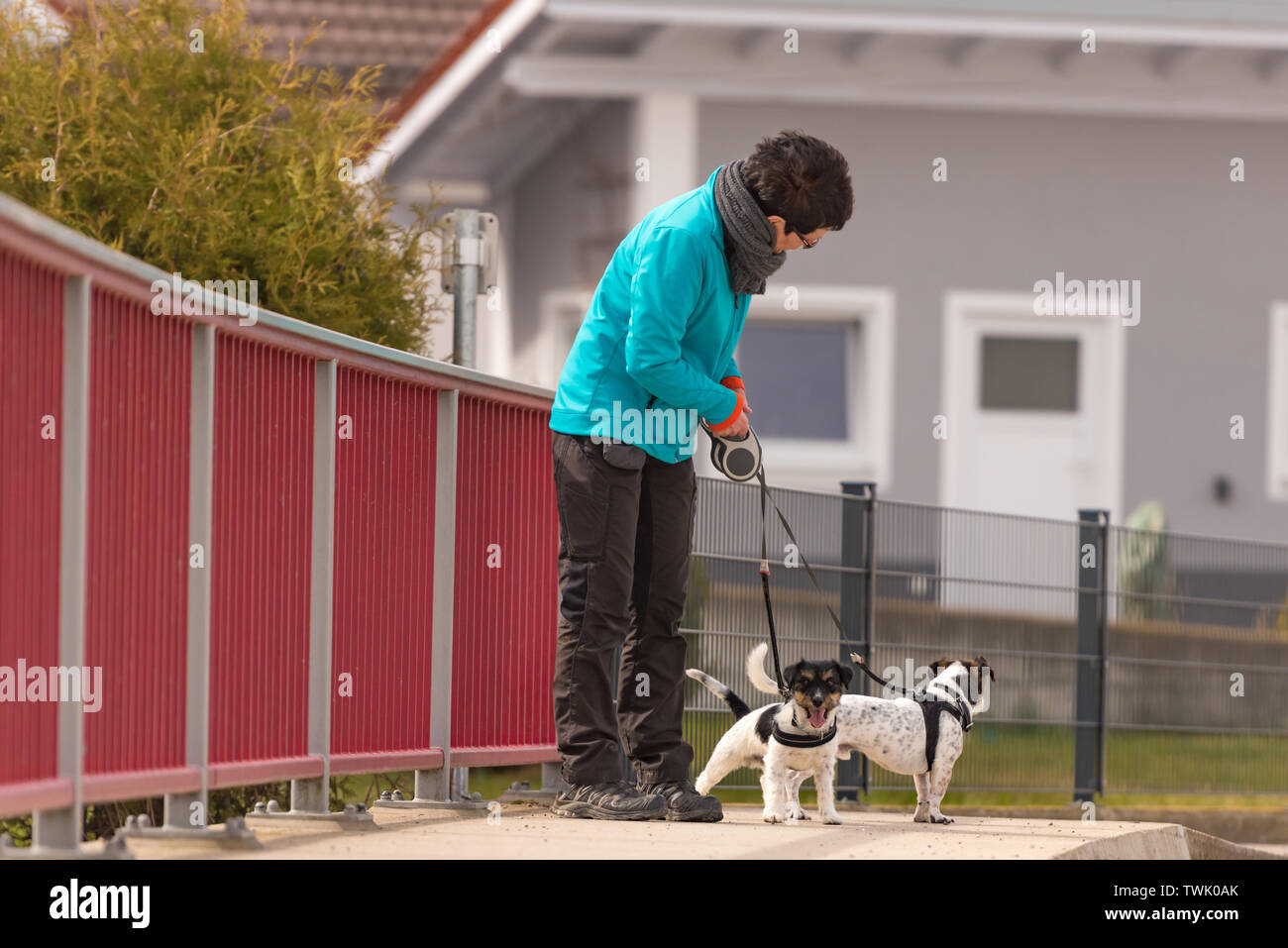 Dog handler walks with her little dogs on a road. Two cute obedient ...