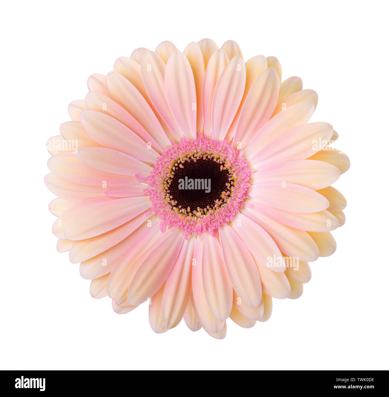 Gerbera flower isolated on white background Stock Photo - Alamy