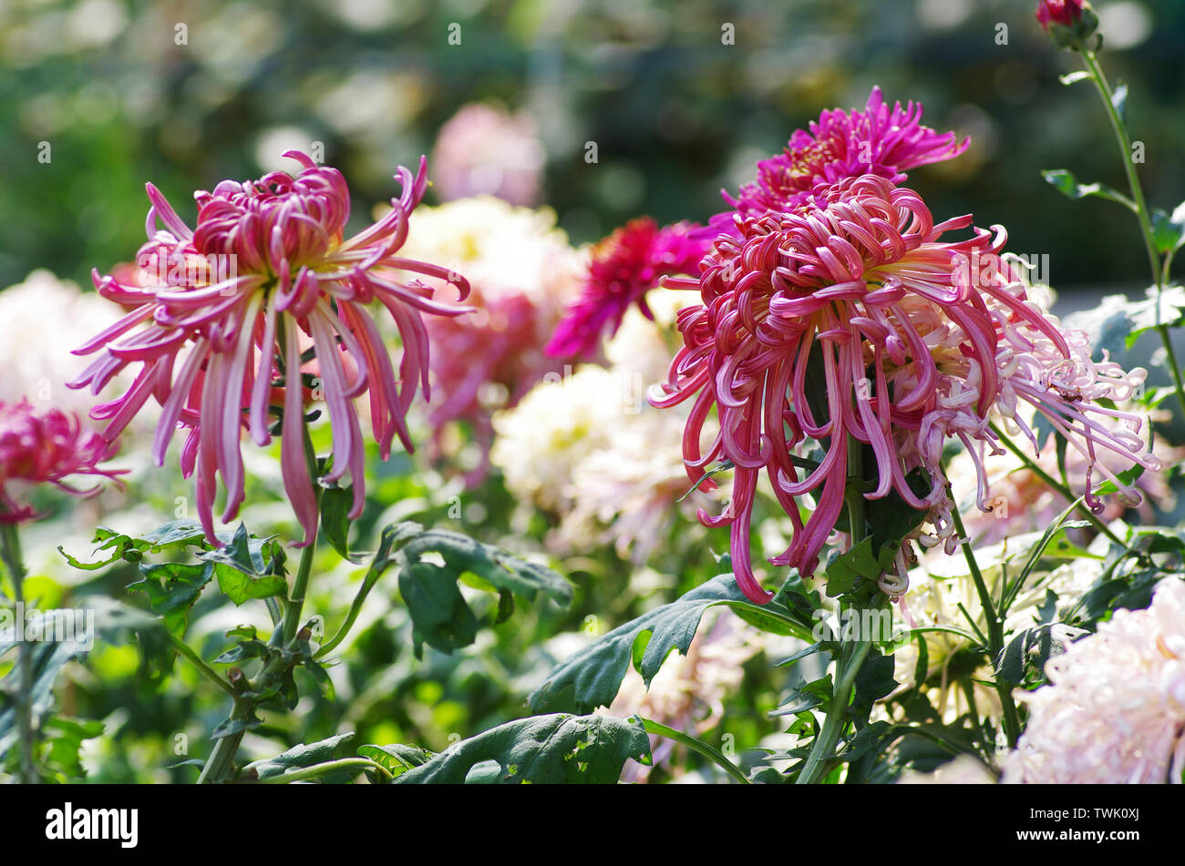 Planting chrysanthemum water hi-res stock photography and images - Alamy