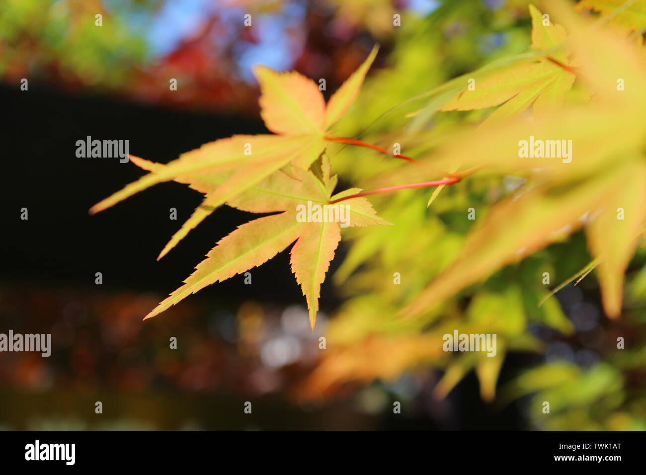 Fall maple leaves Stock Photo - Alamy