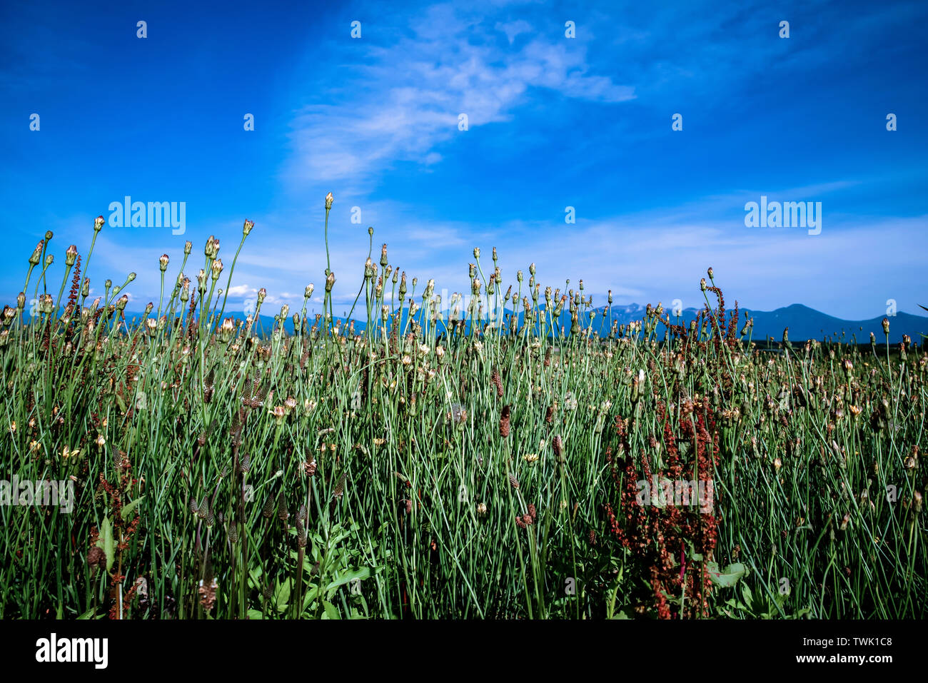 Mei ying hi-res stock photography and images - Alamy