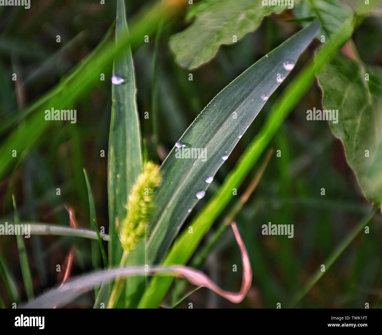 Agricultural dew close up color growth and development dawn hi-res ...