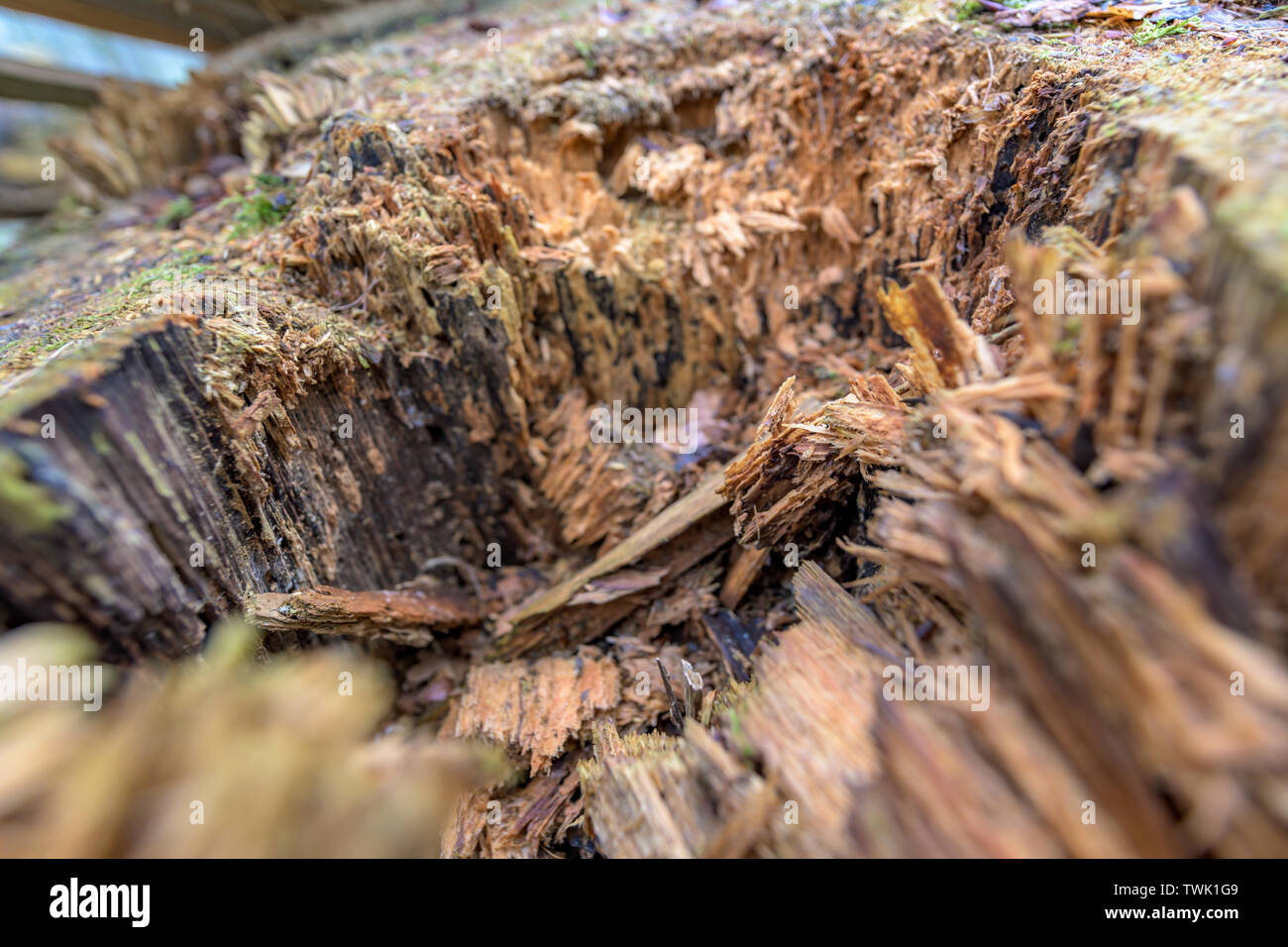 Natural habitat for insects in the forest. Rotten wood as protection to ...