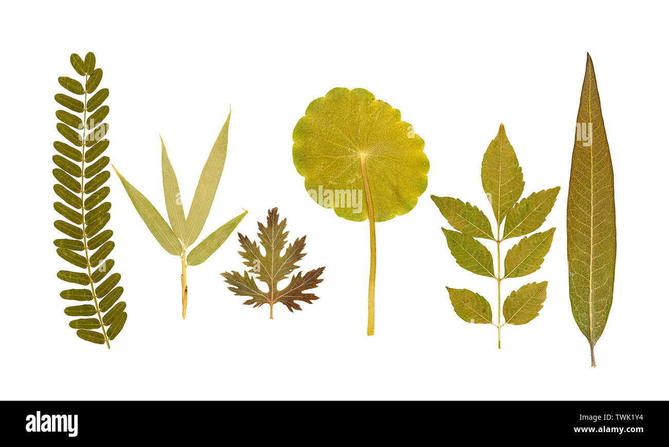 Set of dry pressed leaves of various shapes of different flower and ...