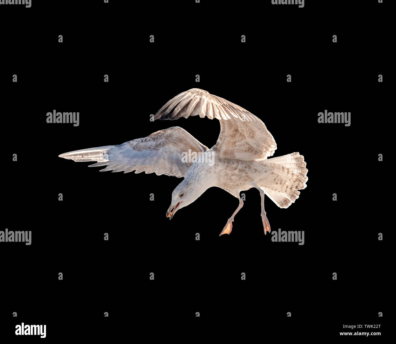 Big Seagull flying swooped down to eat bread. isolated on background ...