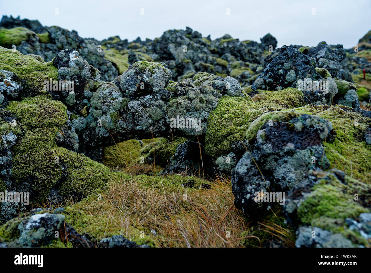 Iceland green field hi-res stock photography and images - Alamy