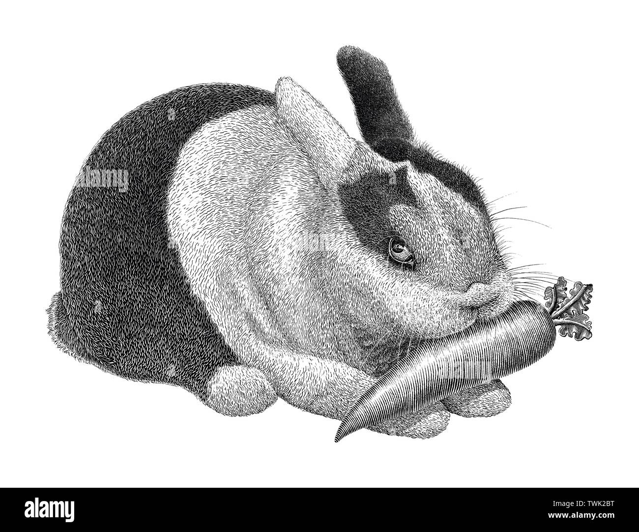 Rabbit vintage scratchboard illustration isolated on white background ...