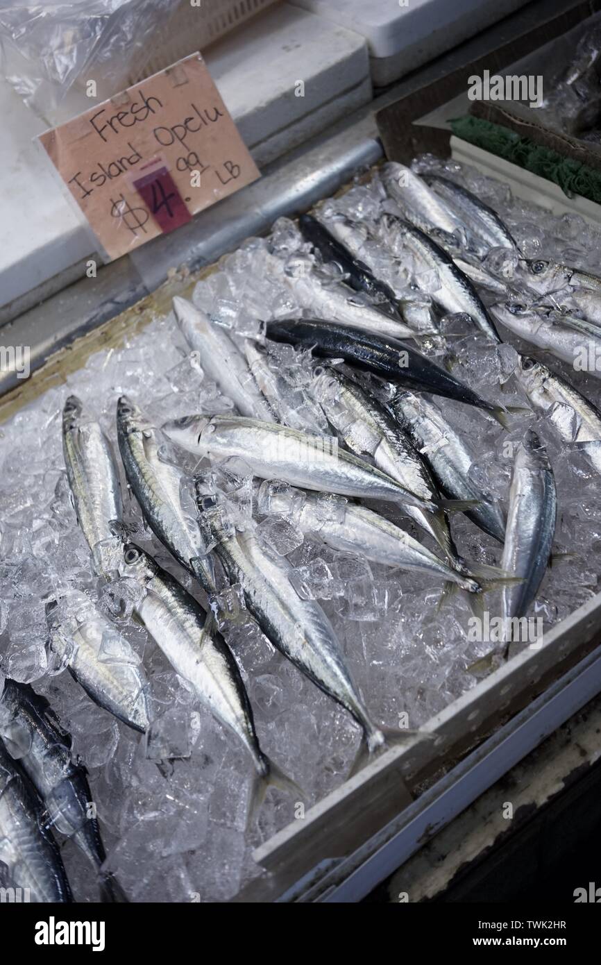 Fresh Opelu type of fish in a store Stock Photo - Alamy