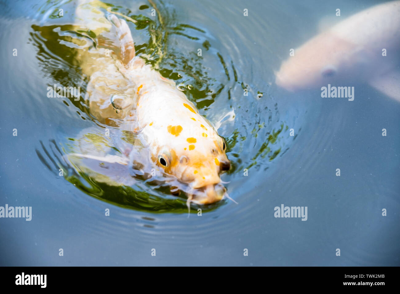 Nishikigoi fish open mouth hi-res stock photography and images - Alamy