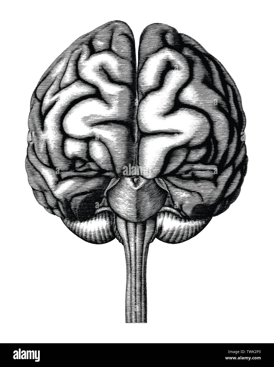 Antique illustration of human brain engraving style isolated on white ...