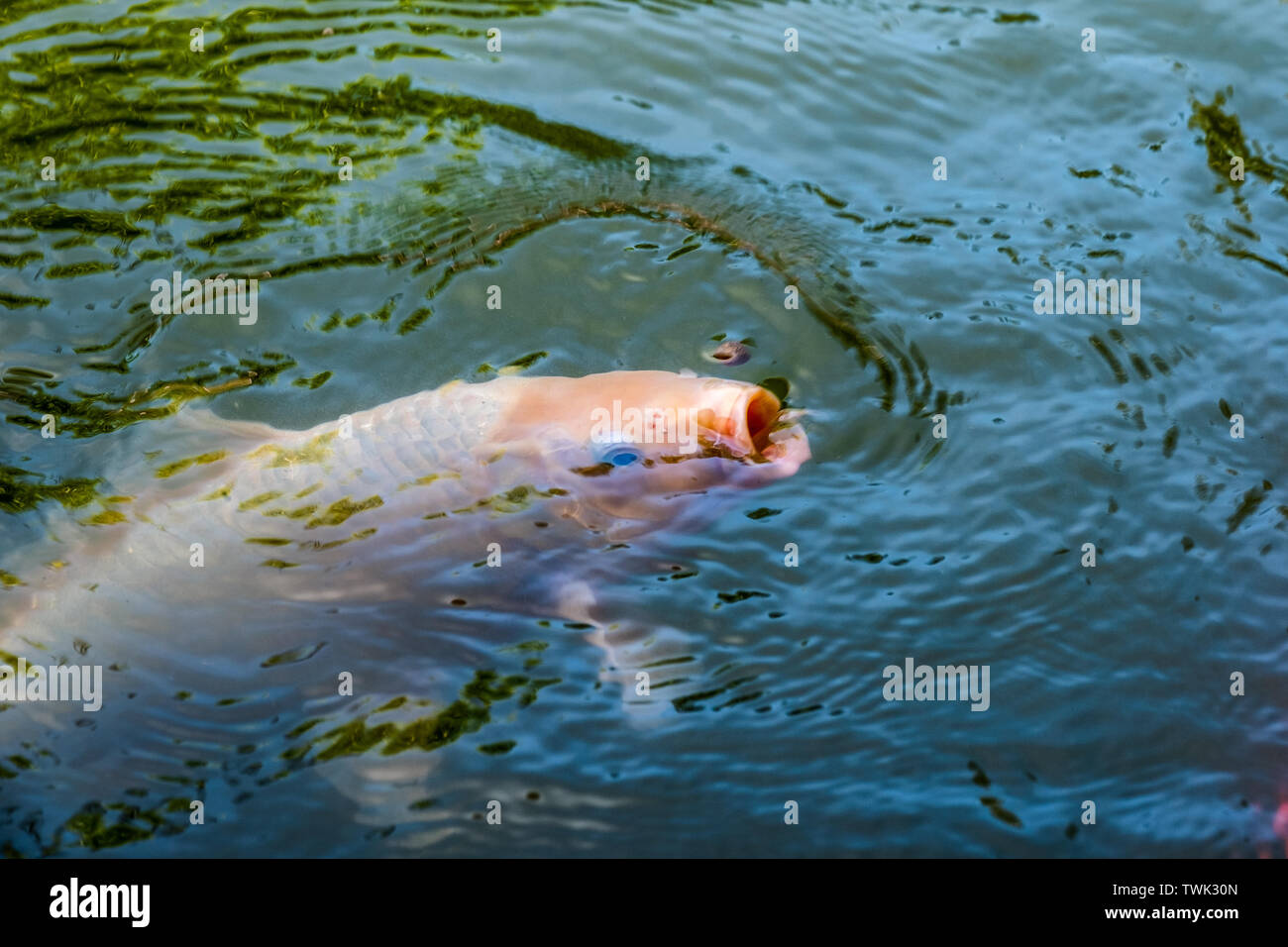Orange Koi fish (nishikigoi) swimming in clear pond with eating feed ...
