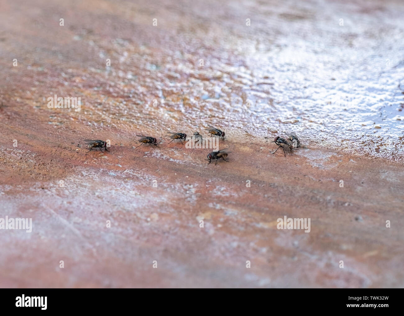 Flock of fly smelling on floor in house. Insects are carriers of food ...