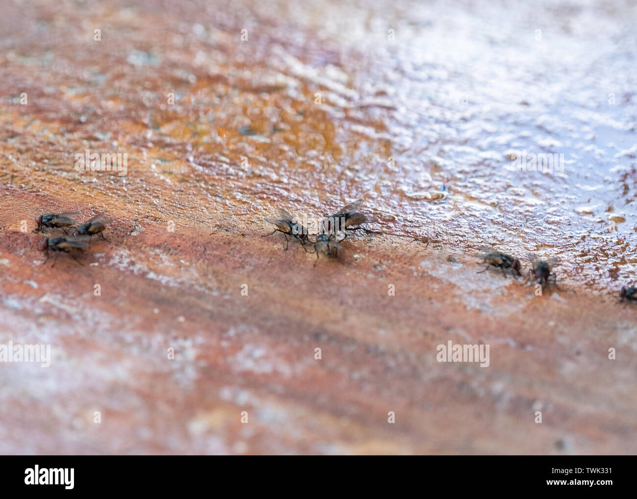 Flock of fly smelling on floor in house. Insects are carriers of food ...
