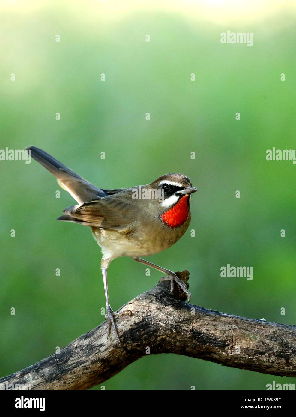 Feathers tree tree biology eurasian robins wings and color cute hi-res ...