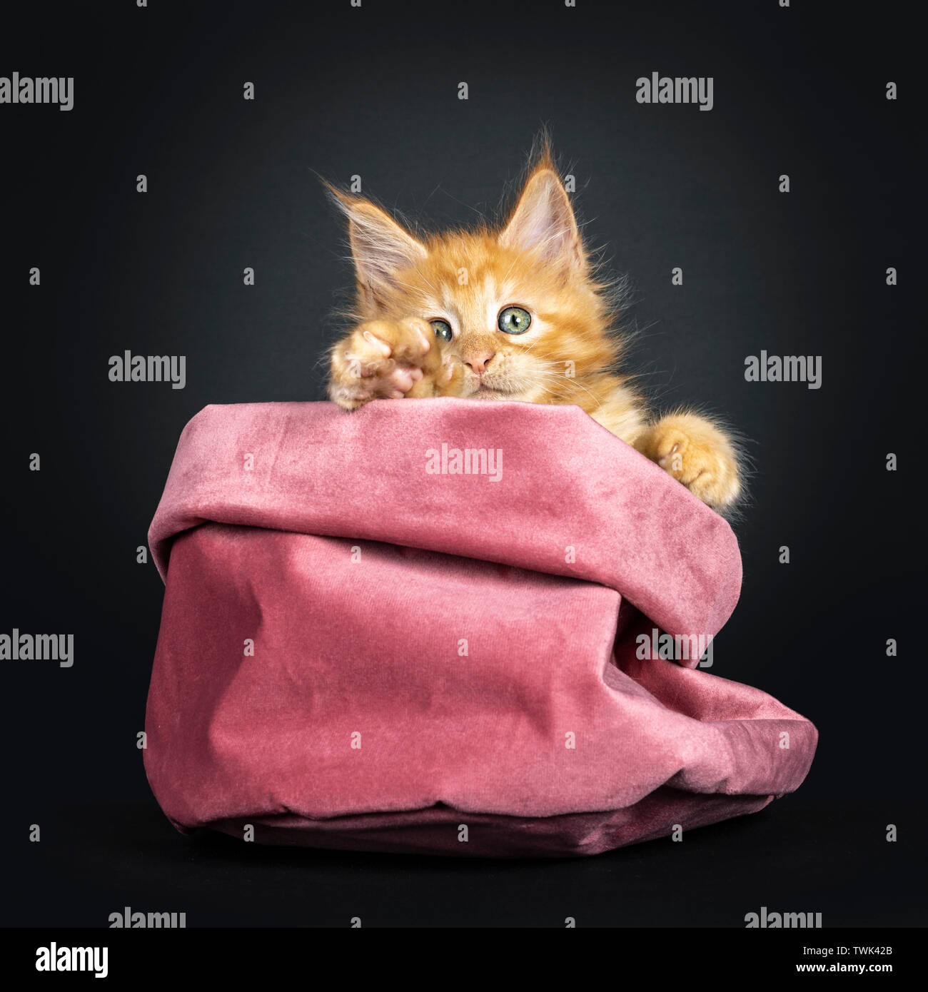 Sweet little red Maine Coon cat kitten, sitting in pink velvet bag ...