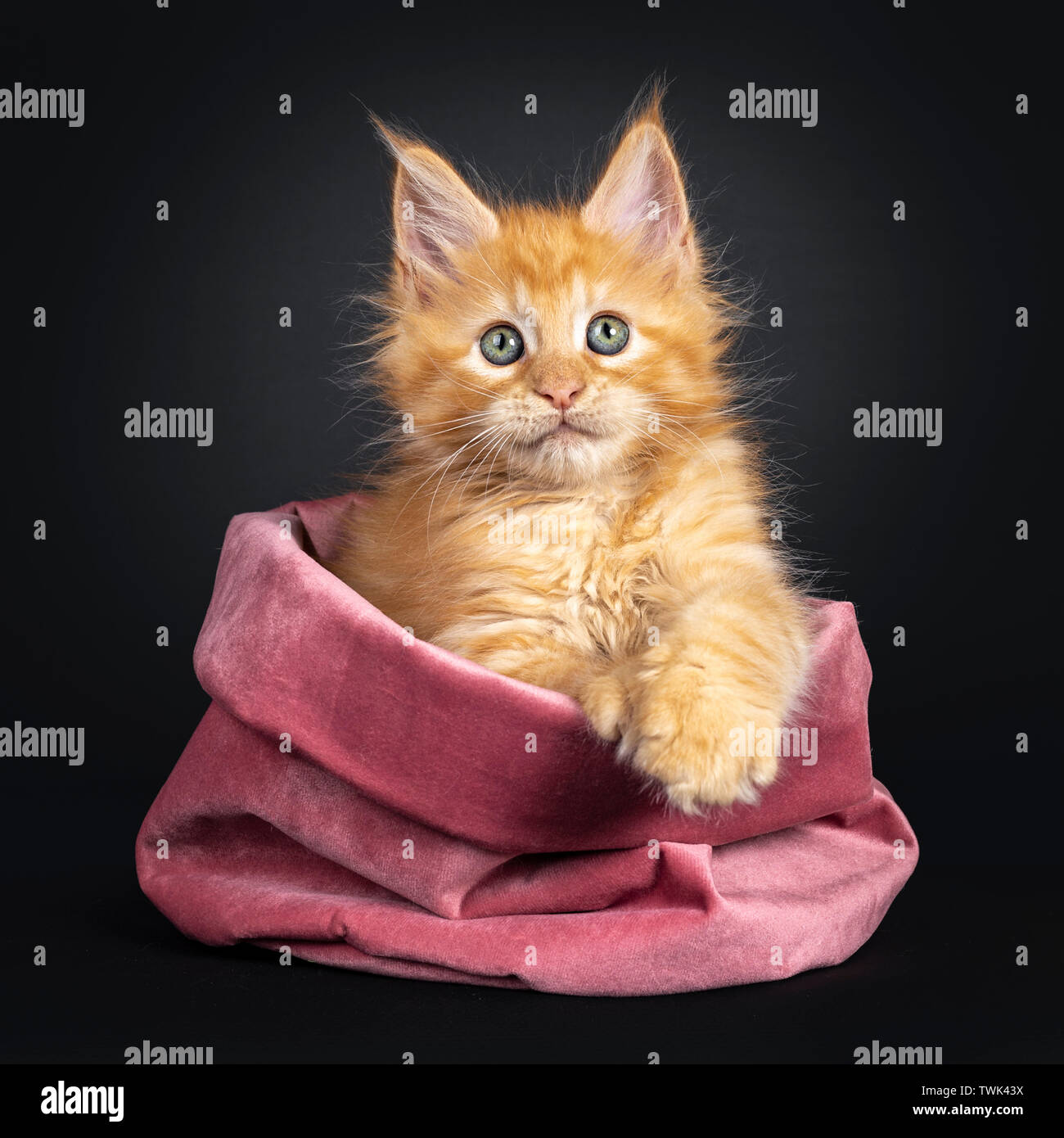 Sweet little red Maine Coon cat kitten, sitting in pink velvet bag. One ...