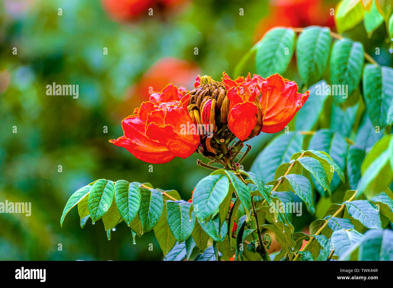 Flame tree leaves hi-res stock photography and images - Alamy