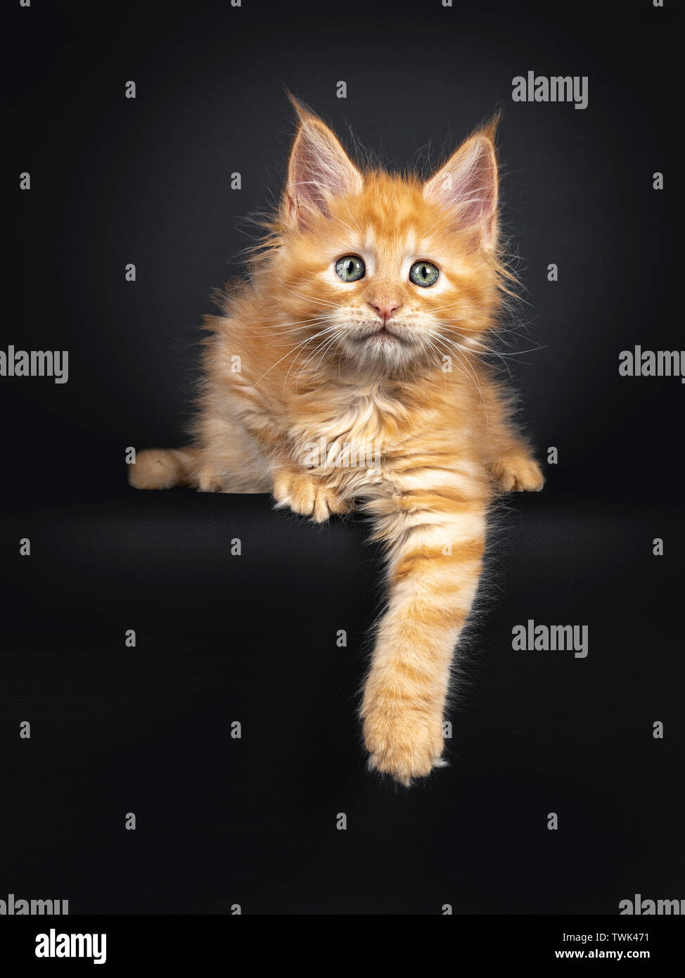 Sweet little red Maine Coon cat kitten, laying down facing front ...
