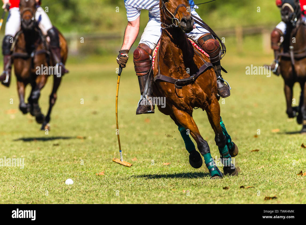 Polo horses hi-res stock photography and images - Alamy