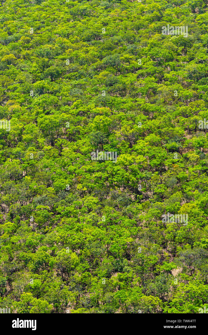 Kasanka National Park, Serenje, Provincia central, Zambia, Africa Stock ...