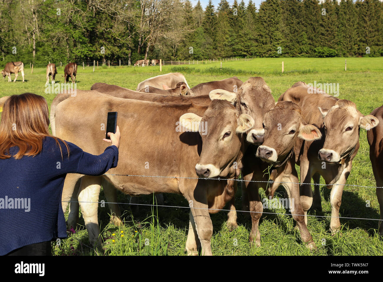 Calf on mobile hi-res stock photography and images - Alamy