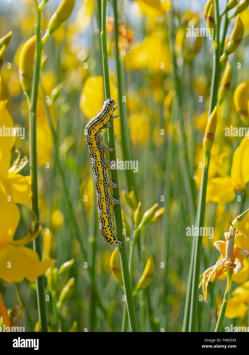 Caterpillar of Apopestes spectrum moth. Mediterranean species. Black ...