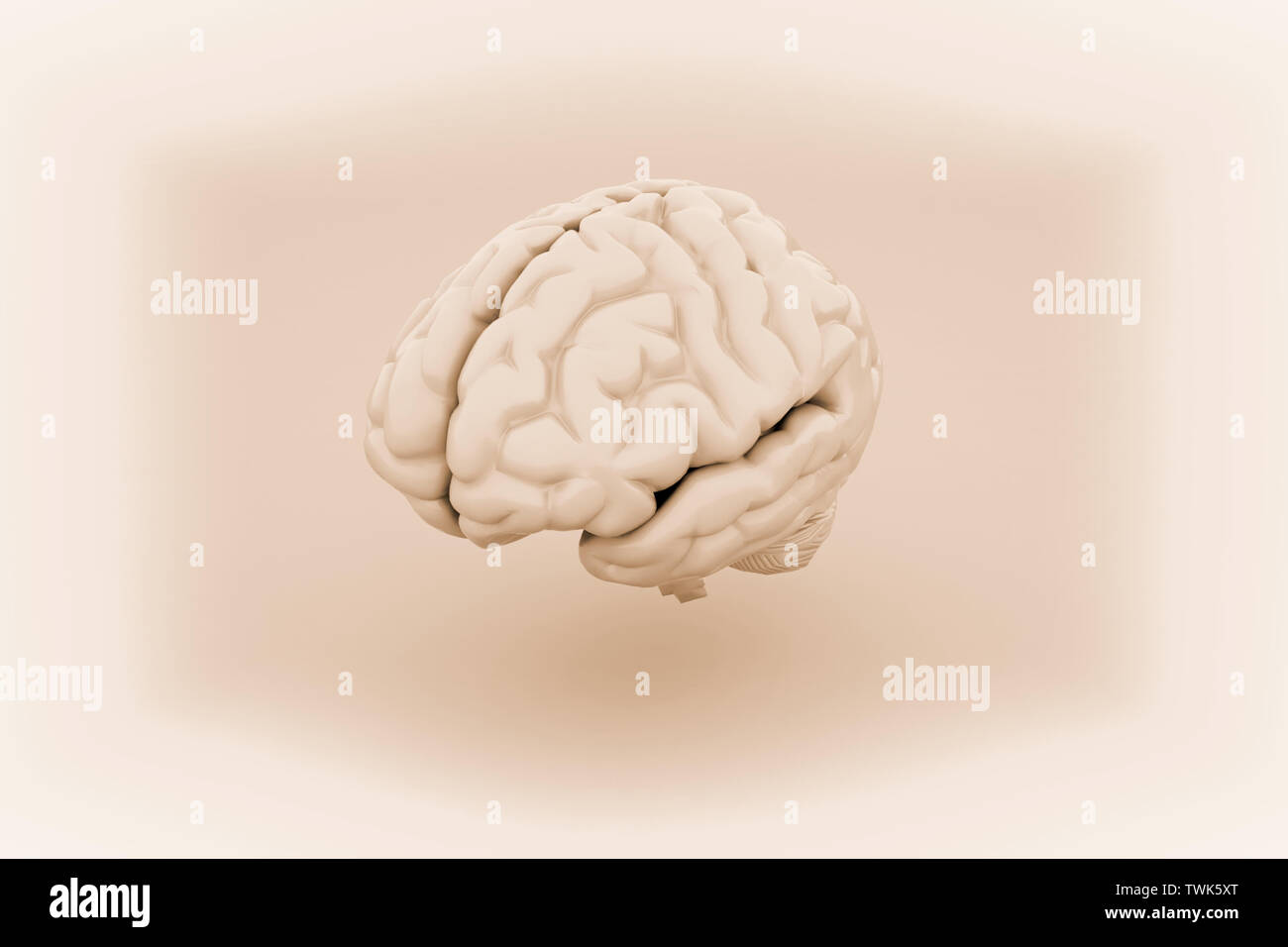 Human Brain, Anatomical Model. 3D illustration Stock Photo - Alamy
