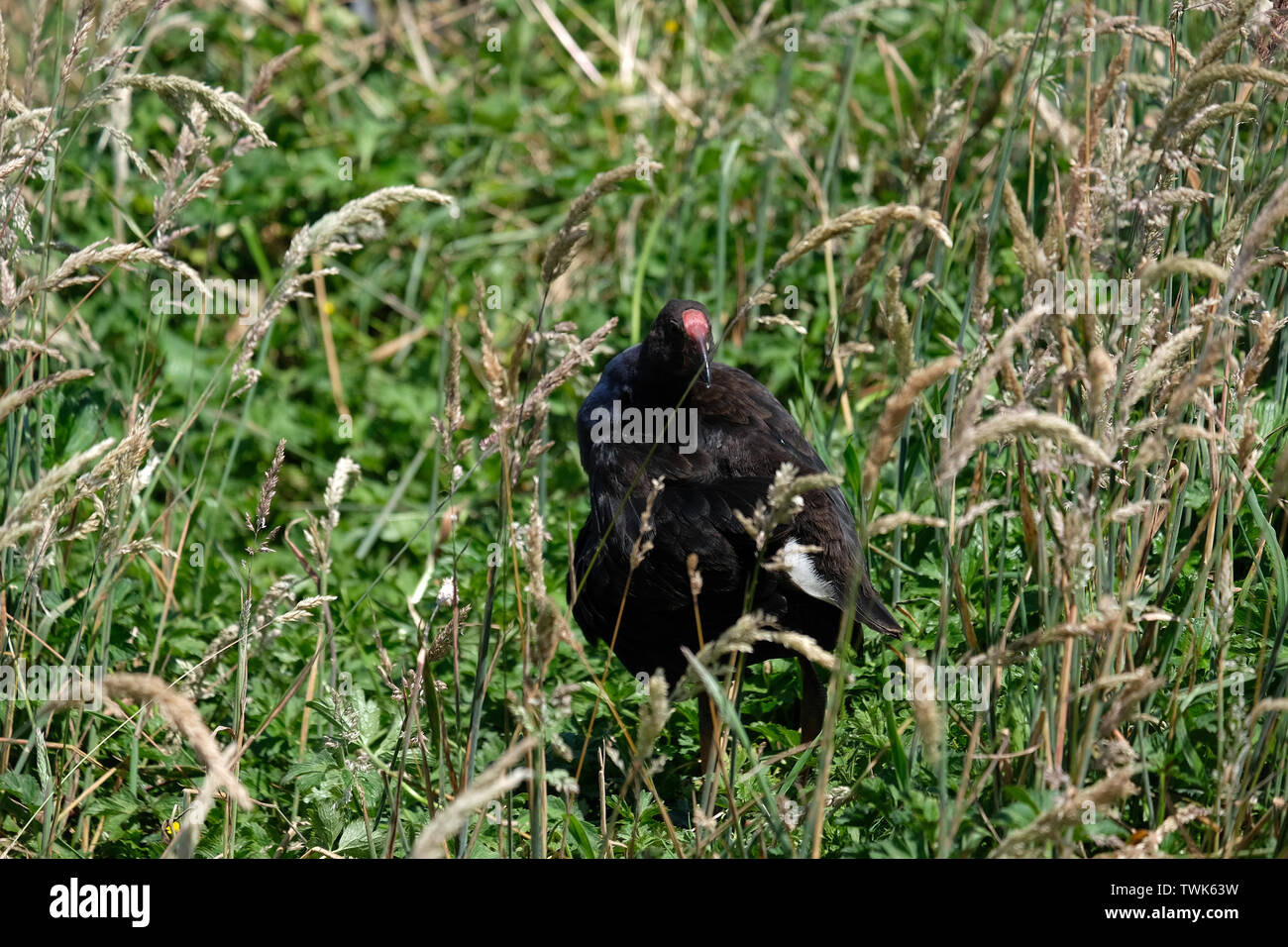 A pukeko in the bush, a New Zealand bird Stock Photo - Alamy