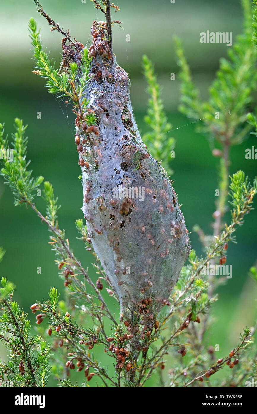 An old abandoned tent caterpillar nest in a bush Stock Photo - Alamy