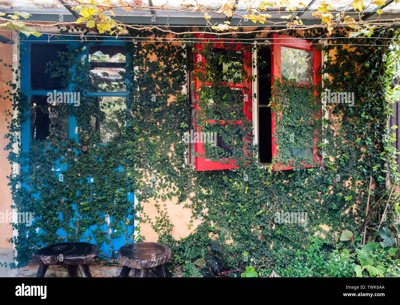 Red ivy on gate hi-res stock photography and images - Alamy