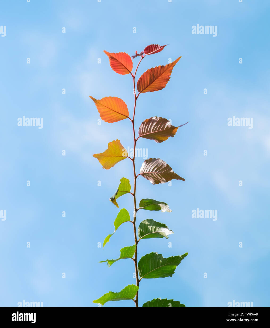 Multi colored colorful tree leaves hi-res stock photography and images ...