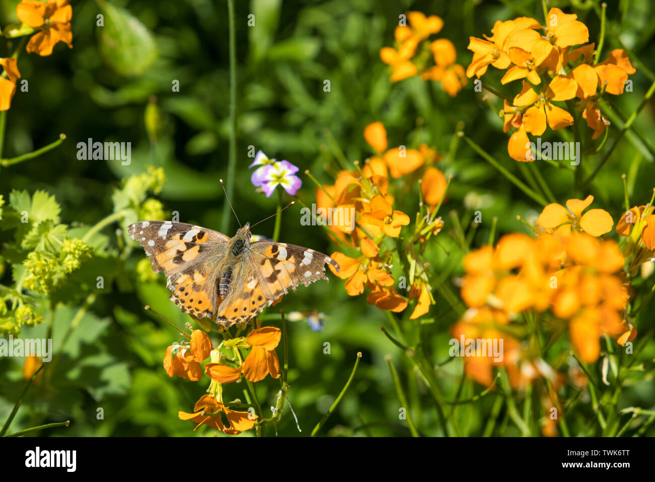 Painted Lady (Vanessa cardui) butterfly on Wallflower blossoms in a ...