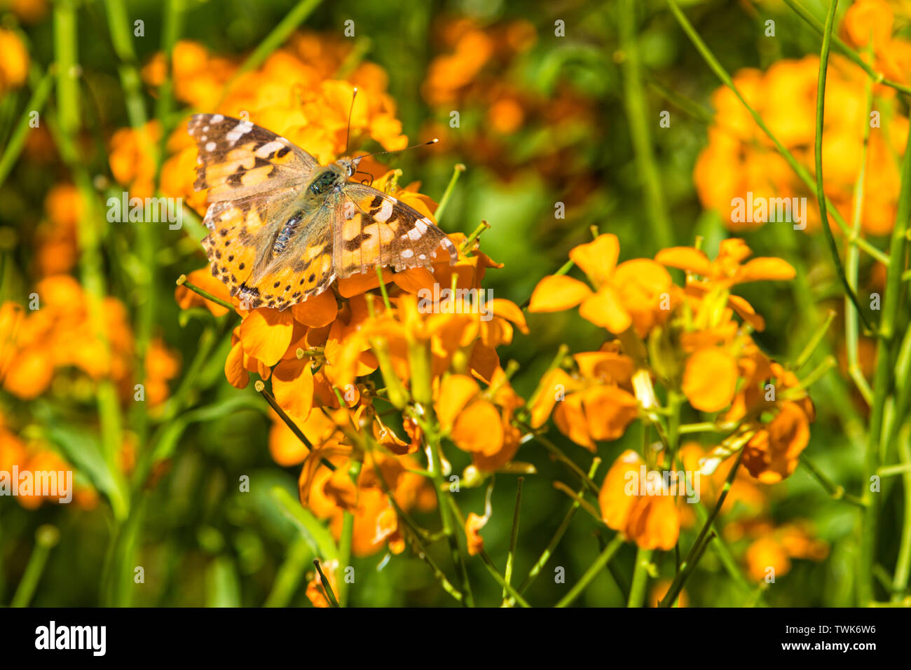 Wallflower garden hi-res stock photography and images - Alamy