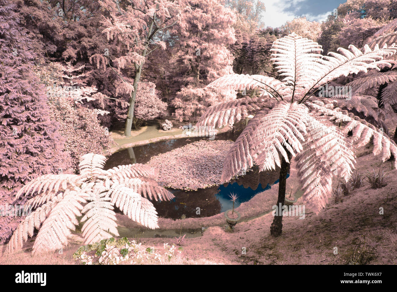 Simulated infrared photo of tree ferns in Parque Terra Nostra. Furnas ...