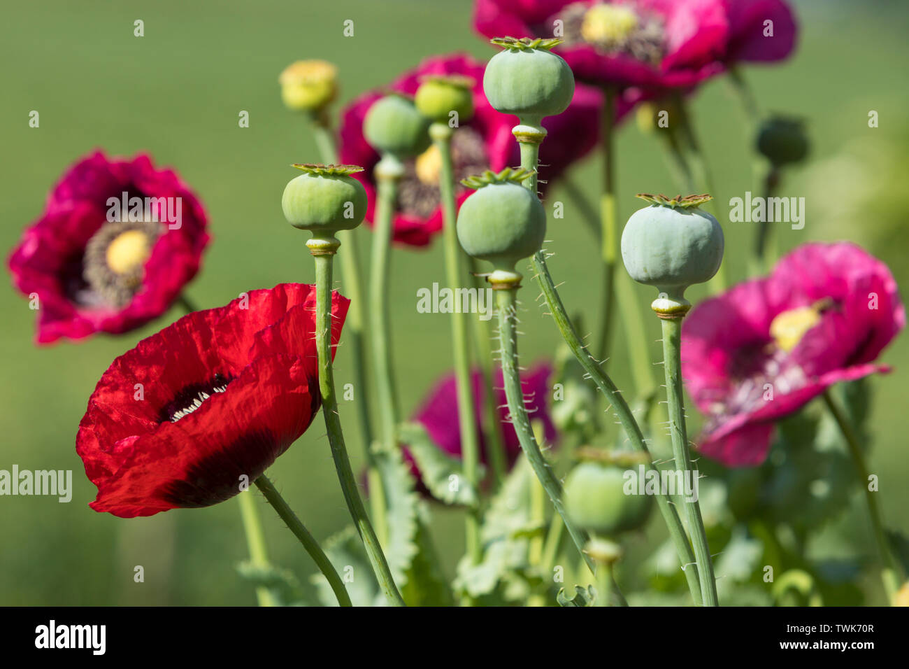 Pods and blossom of Papaver somniferum or breadseed poppy Stock Photo ...