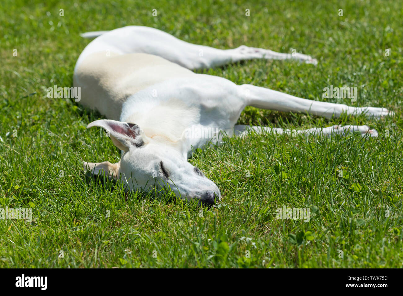 An adult whippet dog enjoys lying on the lawn in midday sun Stock Photo ...