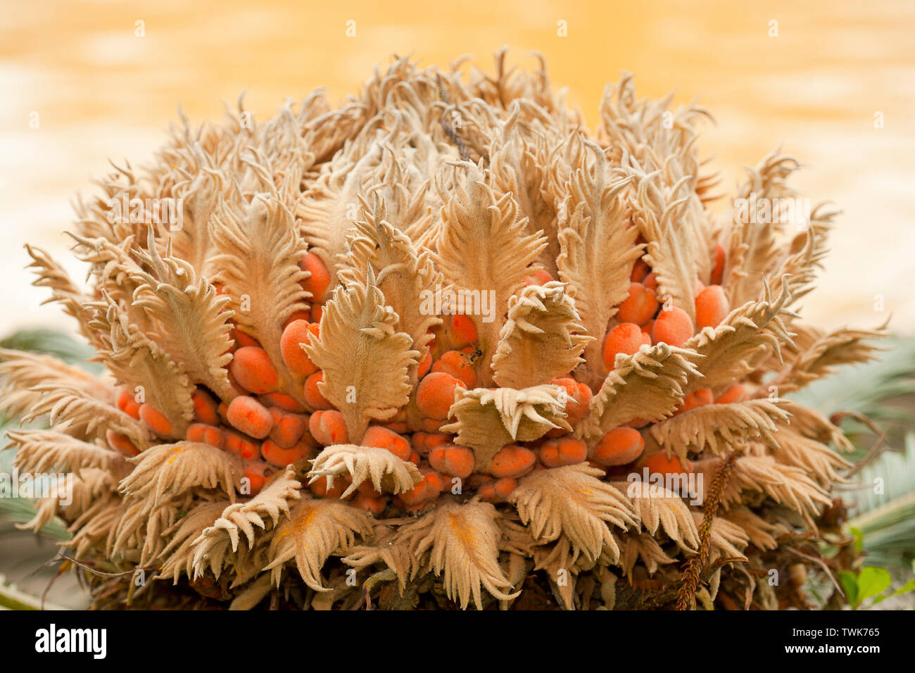 Closeup of female cyca plant (cycas revoluta) photographed in Parque ...