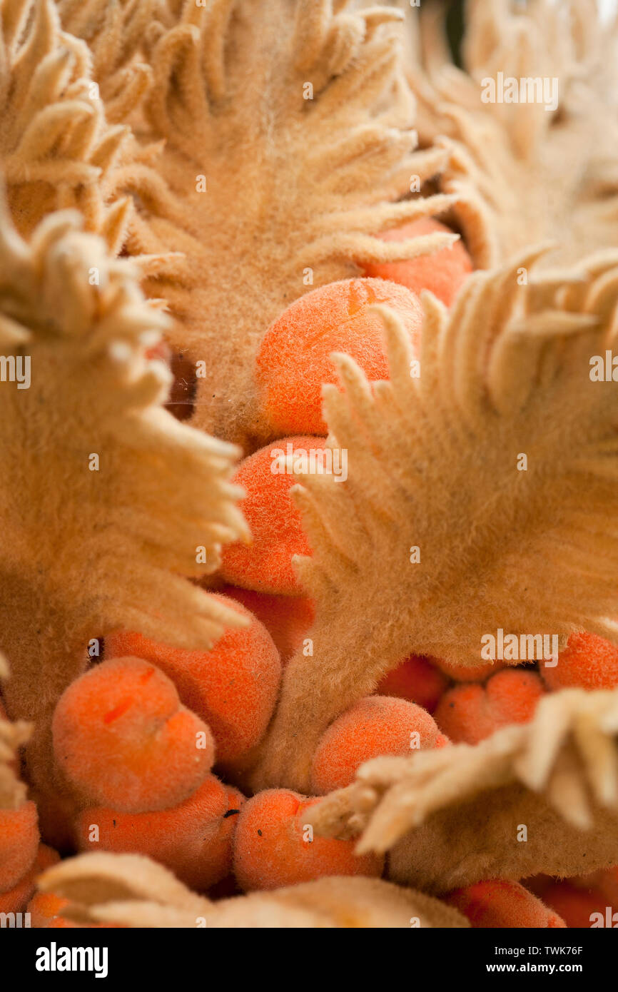 Closeup of female cyca plant (cycas revoluta) photographed in Parque ...