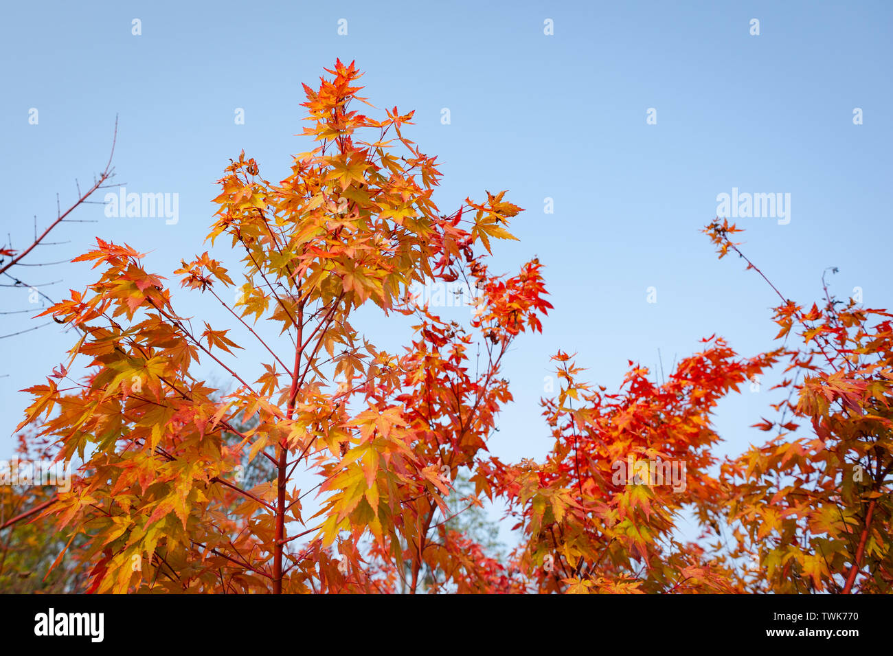 Red leaf red maple Stock Photo - Alamy