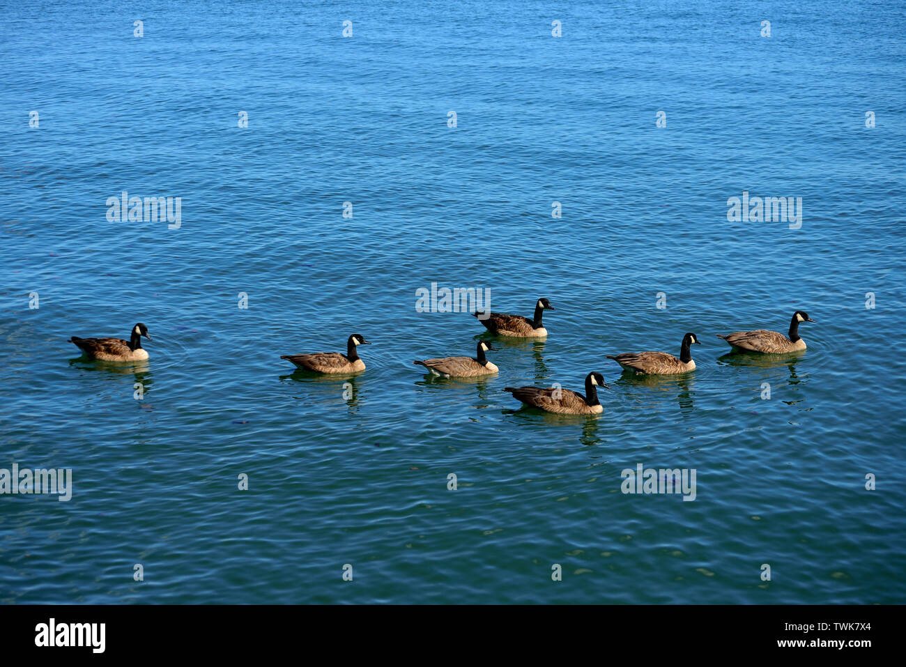 Ducks in water Stock Photo - Alamy